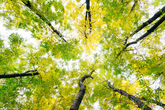 Treetop Images – Browse 124,847 Stock Photos, Vectors, and Video ...