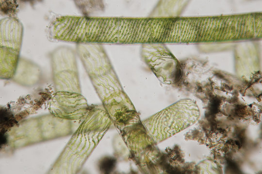 Charophyta bilder – Bläddra bland 206 stockfoton, vektorer och videor ...