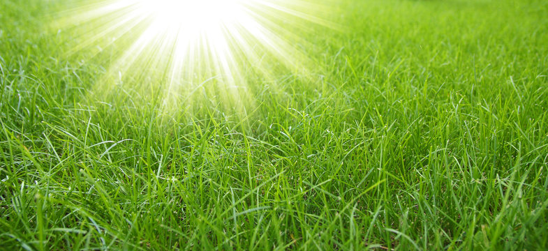 "Green Grass Background" Images – Browse 2,981 Stock Photos, Vectors ...