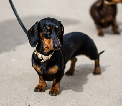 Tekel 이미지 – 찾아보기 67 스톡 사진, 벡터 및 비디오 | Adobe Stock