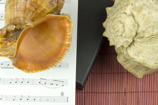 รูปภาพCockleshell – เลือกดูภาพถ่ายสต็อก เวกเตอร์ และวิดีโอ41,143 ...