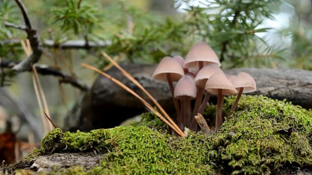 Funghi Images – Browse 773,661 Stock Photos, Vectors, and Video | Adobe ...
