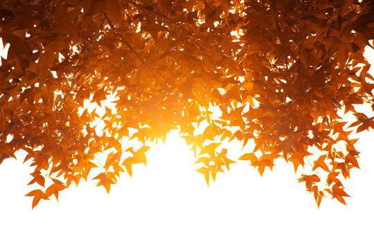 "Autumn Background" bilder – Bläddra bland 67,140 stockfoton, vektorer ...