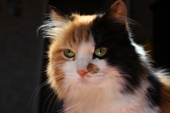 Lapjeskat bilder – Bläddra bland 22 stockfoton, vektorer och videor ...