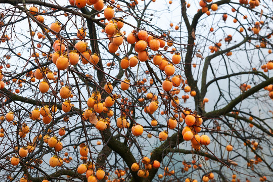 lucaar photos, images, assets | Adobe Stock