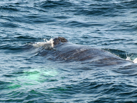 Furchenwale 画像 - 参照 25 Stock 写真、ベクターおよびビデオ | Adobe Stock