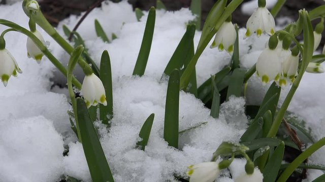 Snow-Bell 影像 – 瀏覽 17 個素材庫相片、向量圖和影片 | Adobe Stock