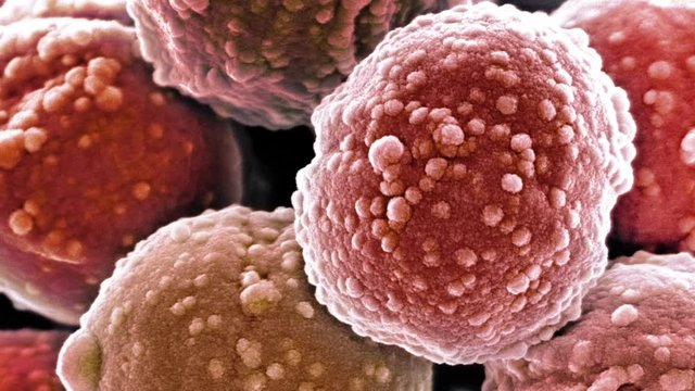 Staphylococcus Images – Browse 7,347 Stock Photos, Vectors, and Video ...