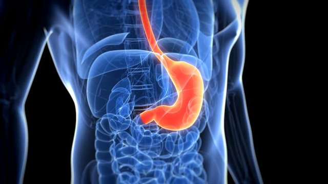 Stomach Images – Browse 901,173 Stock Photos, Vectors, and Video ...