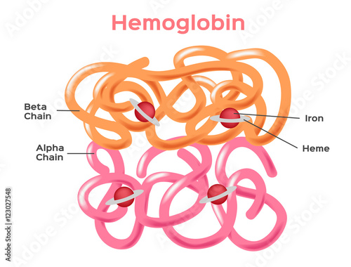 Hemoglobin Heme