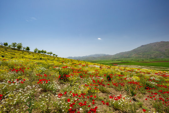 Kamyaran Images – Browse 13 Stock Photos, Vectors, and Video | Adobe Stock