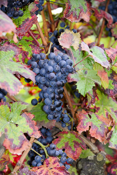 รูปภาพHerbsten – เลือกดูภาพถ่ายสต็อก เวกเตอร์ และวิดีโอ595 | Adobe Stock