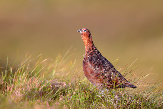 "Red Grouse" Images – Browse 1,701 Stock Photos, Vectors, and Video ...