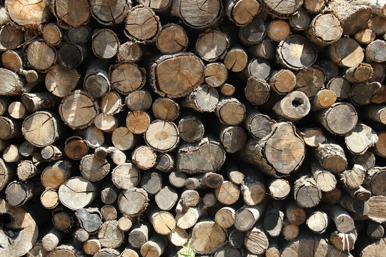 "Odun Images – Browse 1,010 Stock Photos, Vectors, and Video | Adobe Stock