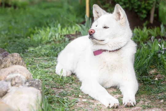 รูปภาพHachi – เลือกดูภาพถ่ายสต็อก เวกเตอร์ และวิดีโอ303 | Adobe Stock