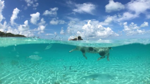 Pigs In Bahamas Images – Browse 1,160 Stock Photos, Vectors, and Video ...