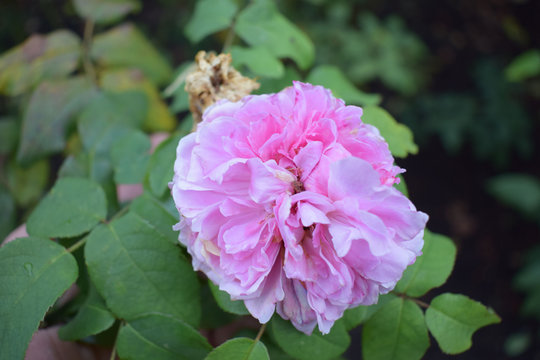 Gallance photos, images, assets | Adobe Stock