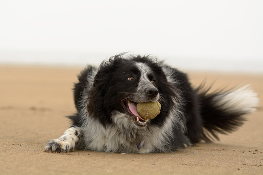 Springer Spaniel Australian Shepherd Mix