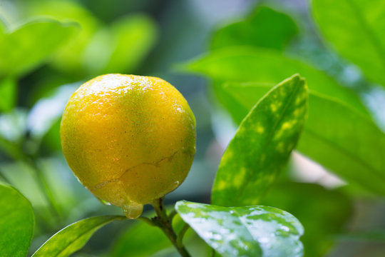 Panama-Orange Images – Browse 51 Stock Photos, Vectors, and Video ...