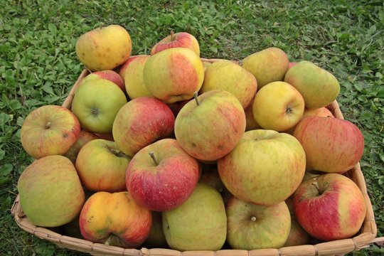 Apfelsorte-Bilder: Stock-Fotos & -Videos. | Adobe Stock