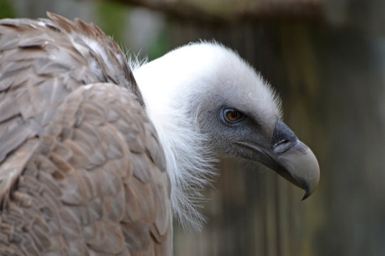 Aasgeier bilder – Bläddra bland 264 stockfoton, vektorer och videor ...