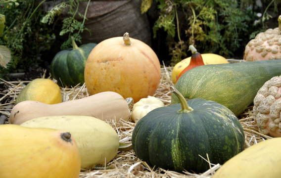 Coloquintes Imagens – Procure 500 fotos, vetores e vídeos | Adobe Stock
