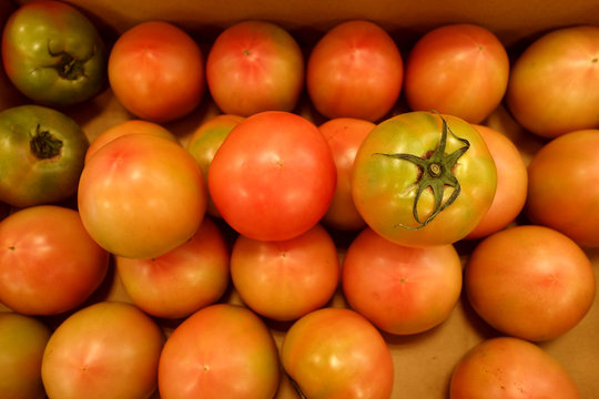 Tomae Bilder – Durchsuchen 2,292 Archivfotos, Vektorgrafiken und Videos ...