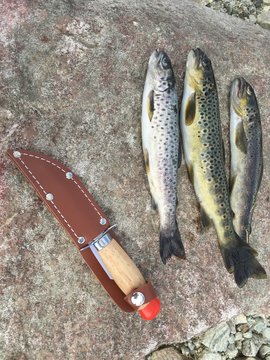 Trouth Images – Browse 61 Stock Photos, Vectors, and Video | Adobe Stock