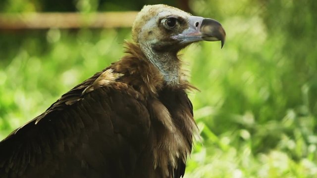 Imágenes de vídeo de Buitre: descubre material de archivo de vídeo en ...