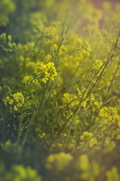 「Jaramago」の写真素材 | 29件の無料イラスト画像 | Adobe Stock