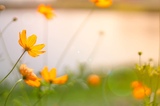 รูปภาพYello – เลือกดูภาพถ่ายสต็อก เวกเตอร์ และวิดีโอ4,825 | Adobe Stock