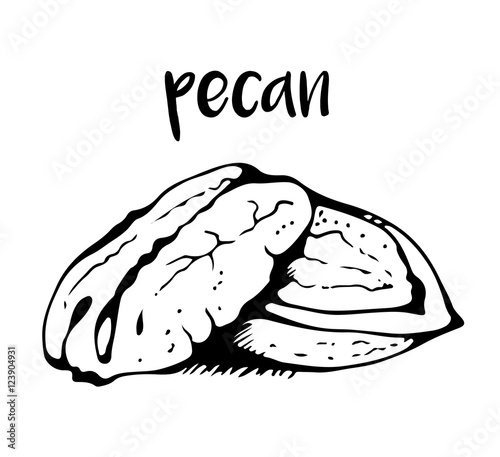 "Pecan isolated on white background, vector illustration" Stockfotos ...