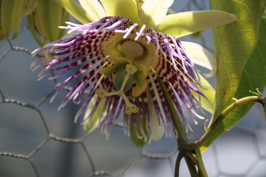 Barbadine Images – Parcourir 326 le catalogue de photos, vecteurs et ...
