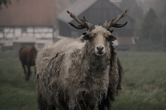 「Racka」の写真素材 | 190件の無料イラスト画像 | Adobe Stock