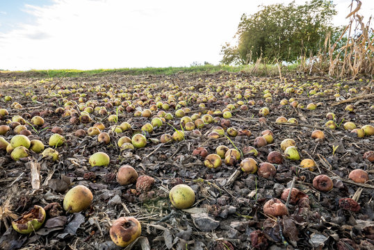 Exuberância Imagens – Procure 18,612 fotos, vetores e vídeos | Adobe Stock