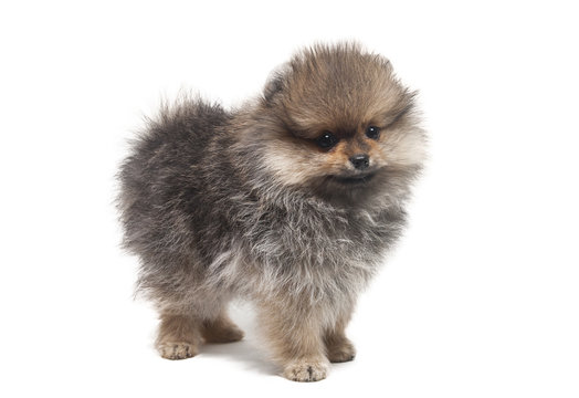 Shpitz Images – Browse 347 Stock Photos, Vectors, and Video | Adobe Stock