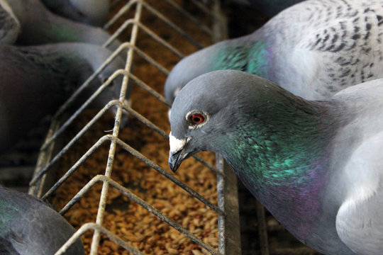 Zuchttauben bilder – Bläddra bland 147 stockfoton, vektorer och videor ...