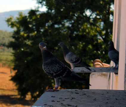 Zuchttauben bilder – Bläddra bland 147 stockfoton, vektorer och videor ...