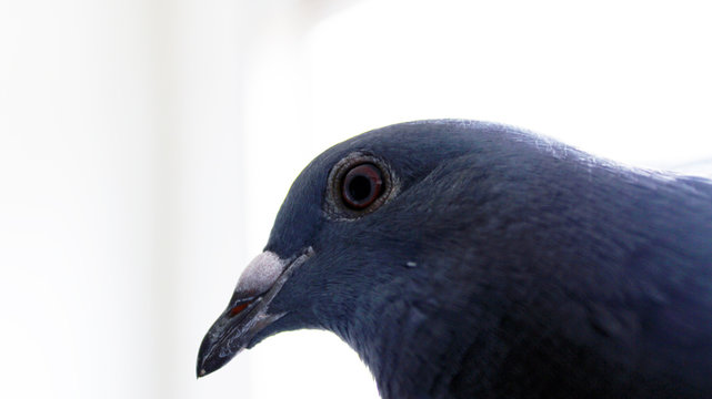 Zuchttauben Images – Parcourir 145 le catalogue de photos, vecteurs et ...