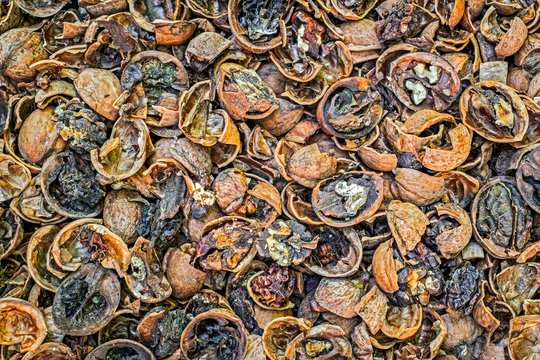 Unedible bilder – Bläddra bland 493 stockfoton, vektorer och videor ...