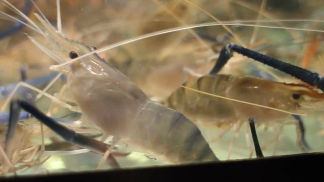 Live Shrimp In Water Images – Browse 2,542 Stock Photos, Vectors, and ...