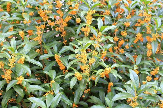 Kinmokusei Images – Browse 36 Stock Photos, Vectors, and Video | Adobe ...