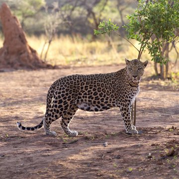 Wild-Animal bilder – Bläddra bland 3,156 stockfoton, vektorer och ...