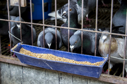 Zuchttauben bilder – Bläddra bland 147 stockfoton, vektorer och videor ...