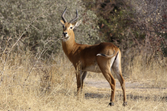 「Antilop」の写真素材 | 53件の無料イラスト画像 | Adobe Stock