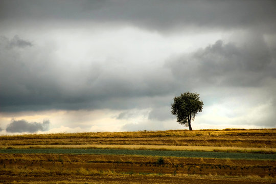 Lone Autumn Tree Images – Browse 24,769 Stock Photos, Vectors, and ...
