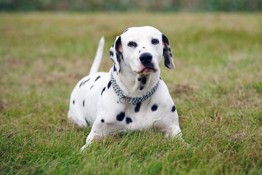 "Carriage Dog"-Bilder: Stock-Fotos & -Videos. | Adobe Stock