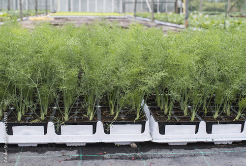 "Dill farm" Stock photo and royalty-free images on Fotolia.com - Pic ...