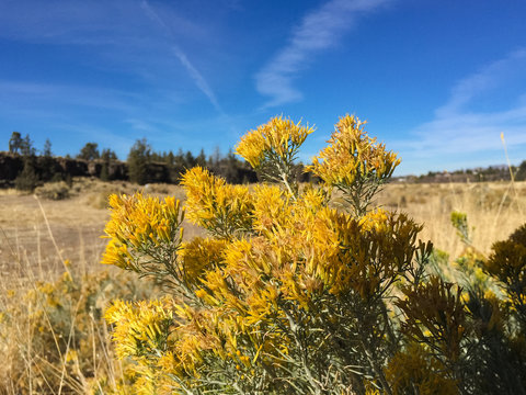 「Rabbitbrush」の画像 - 428 件の Stock 写真、ベクターおよびビデオ | Adobe Stock