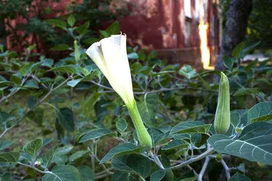 รูปภาพToloache – เลือกดูภาพถ่ายสต็อก เวกเตอร์ และวิดีโอ445 | Adobe Stock